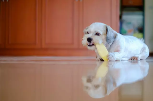 Bisakah anjing makan lubang mangga tanpa masalah? Ini mungkin tidak beracun tetapi dapat menyebabkan masalah pencernaan.