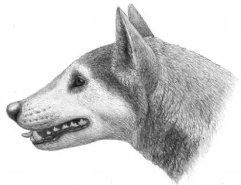 Fósil descubierto recientemente revela nueva especie de perro 18676_1