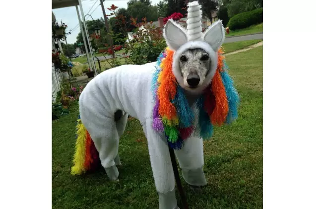 Anzeichen dafür, dass Ihr Haustier in einem früheren Leben ein Einhorn war: Anstatt sich im Schlamm oder Müll herumzuwälzen, rollt es sich in Glitzer herum, den es aus Ihrem Bastelset gestohlen hat.