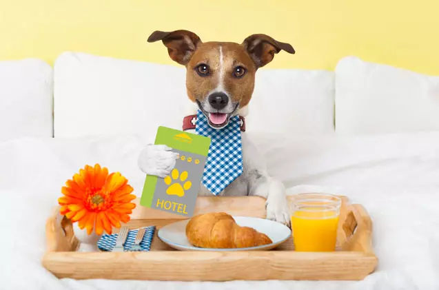 7 Pet-Friendly Hotel Etiquette Tips 1883_1