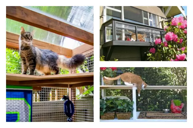 5 Cat-ravagant Perks ng isang Outdoor Catio 1885_1