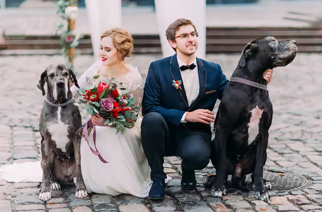 10 perros apuestos que celebran bodas 18898_1