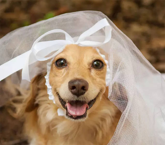 10WeddingDoginVeil