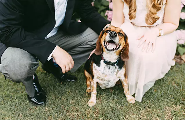 8DogatWedding