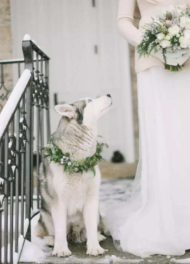 9Happy WeddingDog