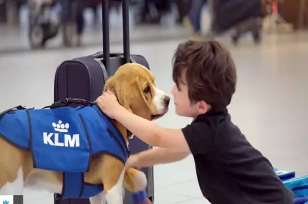 El nuevo empleado de KLM hará que quieras perder tu equipaje [Video] 18918_1