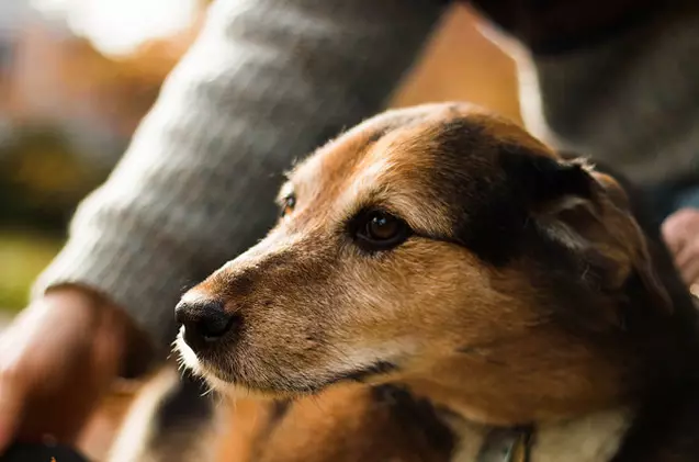 Isifo Sezinja Esibulalayo 'I-Alabama Rot' Echaphazela Izilwanyana Zasekhaya e-UK 18928_1