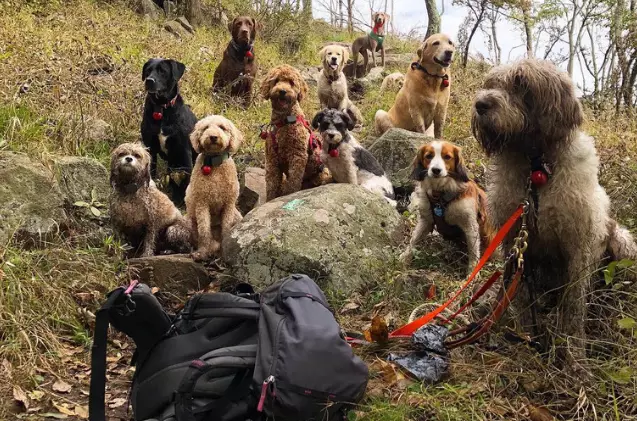 Sa Big Apple, Posh Pooches Go Hiking with Pros 1894_1