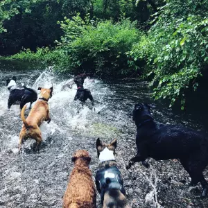 Í Stóra eplinum fara Posh Pooches í gönguferðir með kostum 1894_3