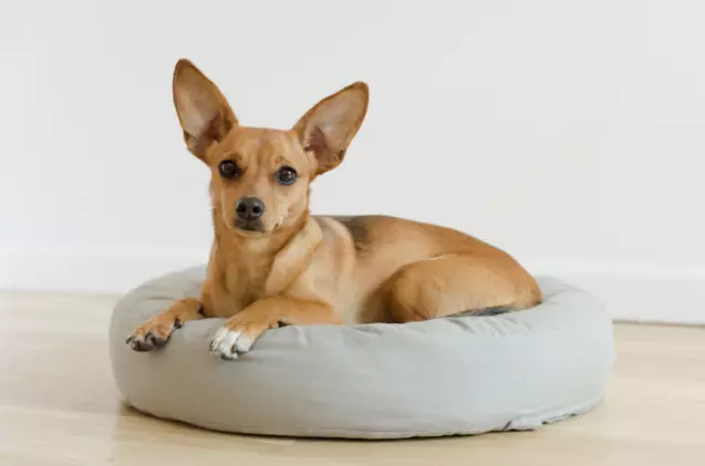 Go Green: Ang Naka-istilong Pet Bed na ito ay Gawa Mula sa Mga Recycled Plastic Bottle 18986_1