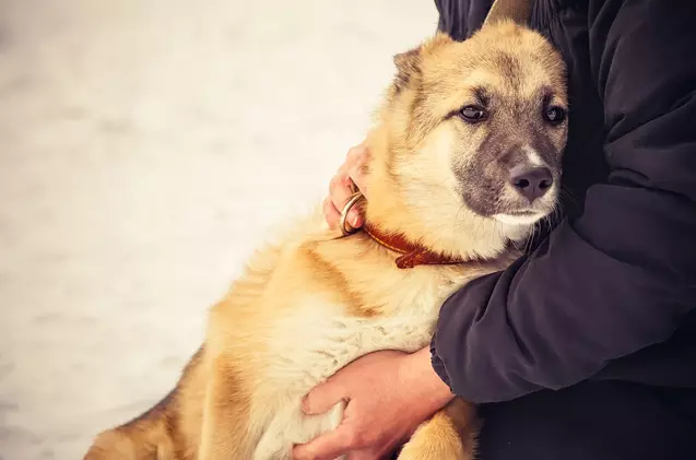 Beskyt dine kæledyr under naturkatastrofer med Help2Pet 19003_1