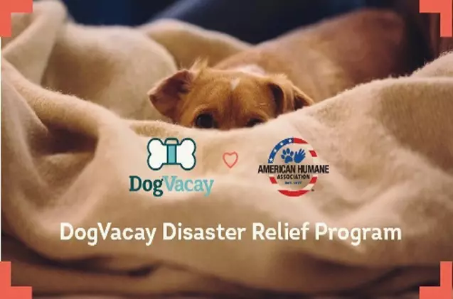 DogVacay партнери со Американското хумано здружение за сместување на раселени миленичиња 19215_1