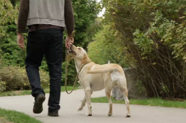 No-Hands Poop Picker Upper De beste kickstarter ooit 1928_1