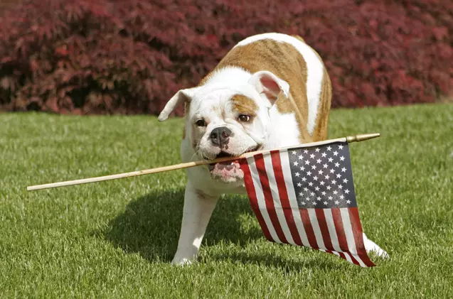 Top 10 July 4th Stars And Stripes Fur-Ever! 192_1