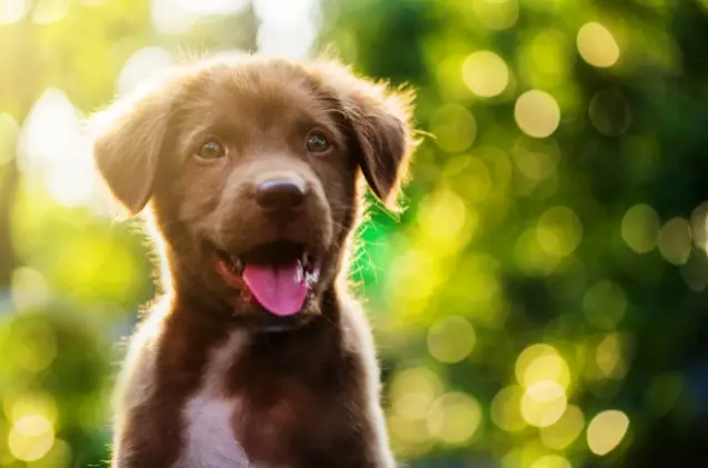 Trupanion Mendedahkan Nama Anak Anjing Paling Popular Untuk Hari Anak Anjing Kebangsaan 19344_1