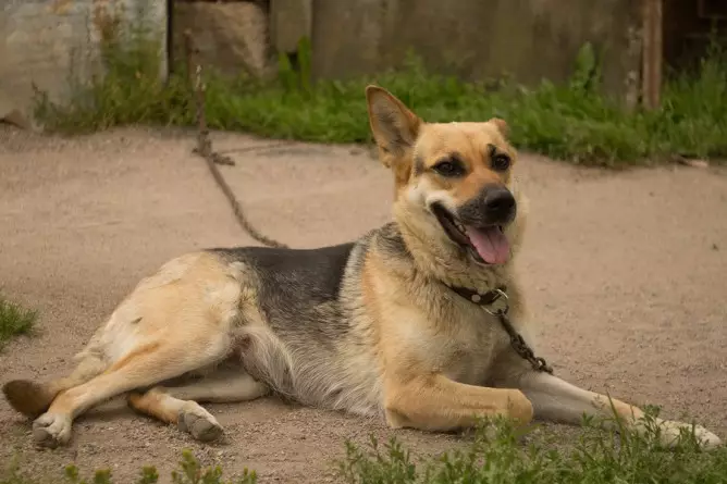 La ciudad de Mississaga aprueba el estatuto de restricciones de amarre de perros 19419_1