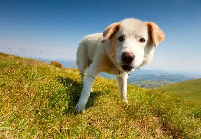 Panaliti Gawé Dina Pél Anu Ngalambatkeun Sepuh dina Anjing 19432_1