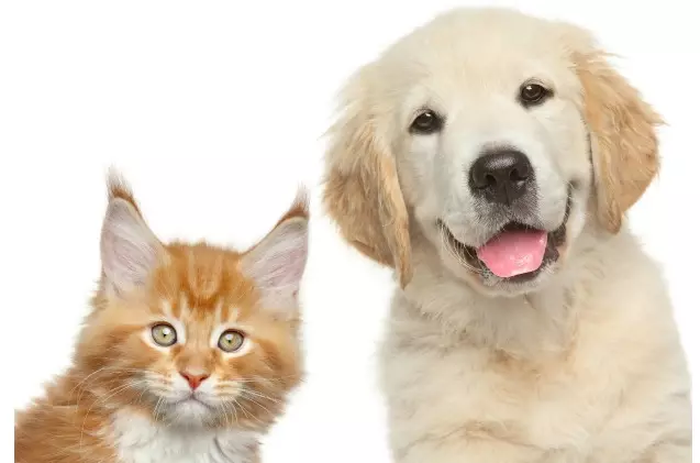 Golden Retriever hefur bakið á Feline Buddy í Cat Fight 19463_1