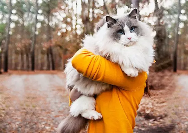 10 FluffyCat