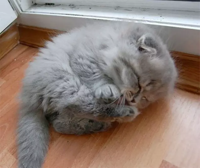 1 FluffKitty