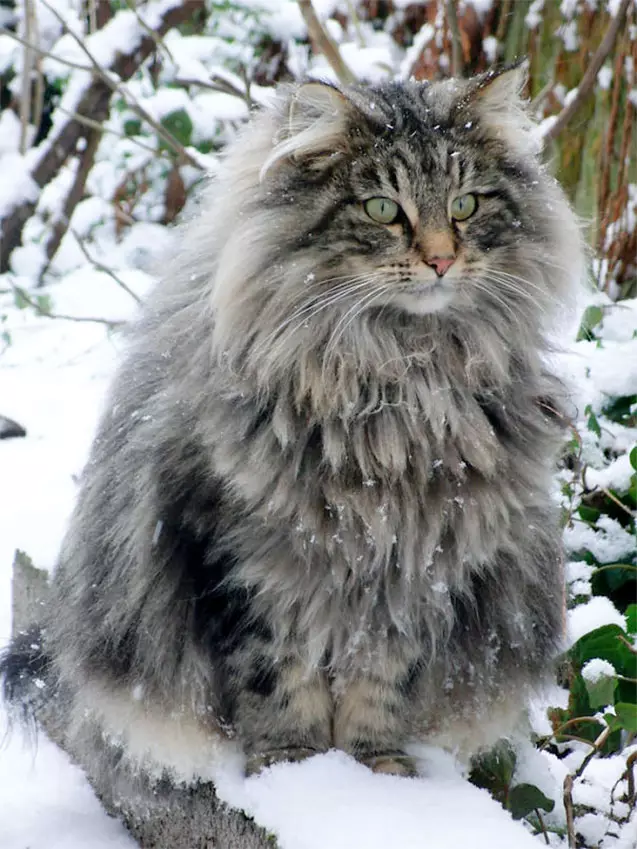 2MajesticFluffyBall