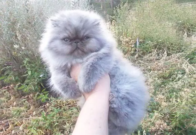 6FlufftMadCat