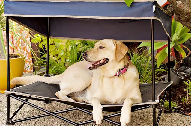 Nhọrọ na-ekpo ọkụ maka Cool Canines: Pet Shade