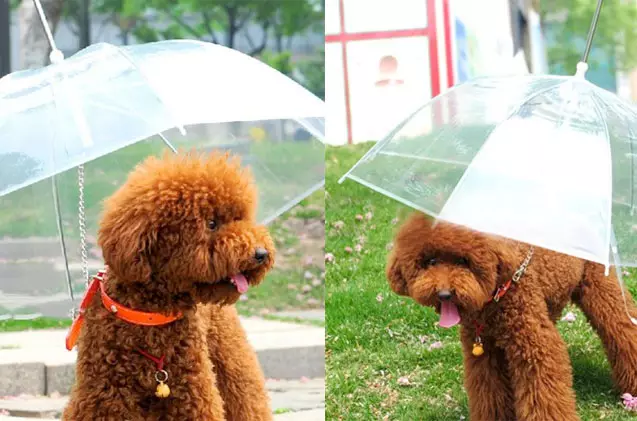 Fréijoer Saachen: Hausdéieren Umbrella