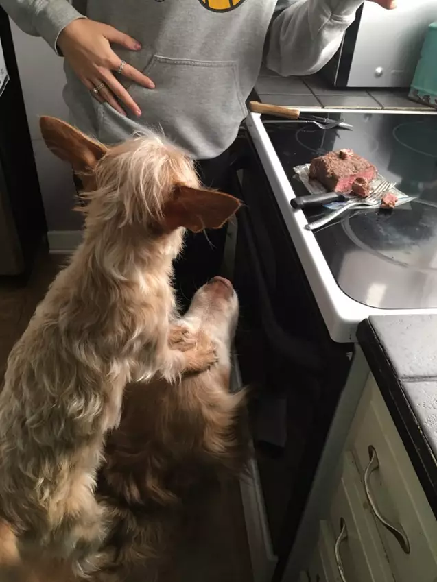 ¡Este pequeño perro tiene un perro para arriba en la situación! 19783_2