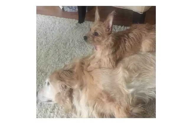 Un câine mic și prietenul ei, Golden Retriever, fac totul împreună