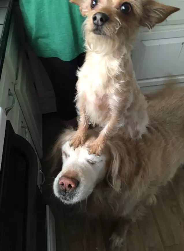 Un cagnolino e suo cugino Golden Retriever sono migliori amici