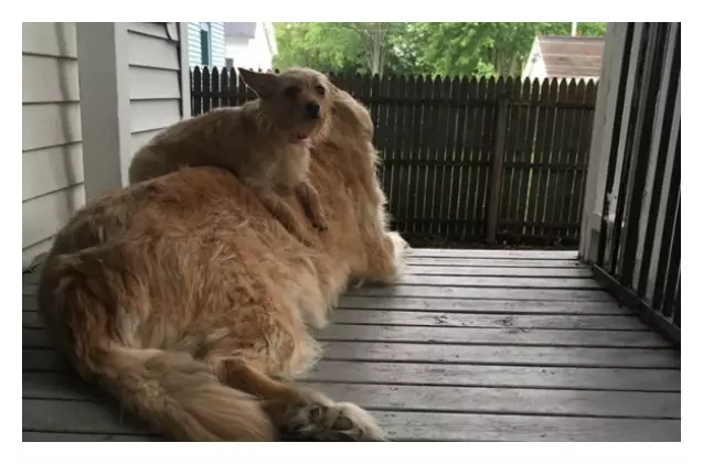 Bella e o seu mellor amigo Hank gozan do fermoso día