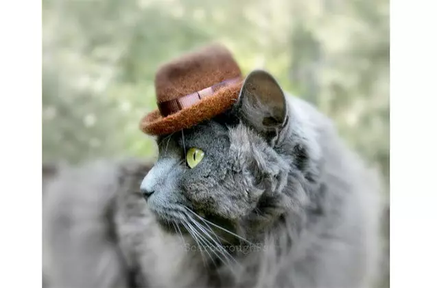 Fabulous Cat Hat: Hipster Hat