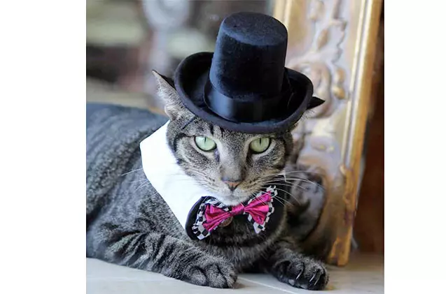 Talagsaon nga Cat Hat: Top nga kalo ug bow tie