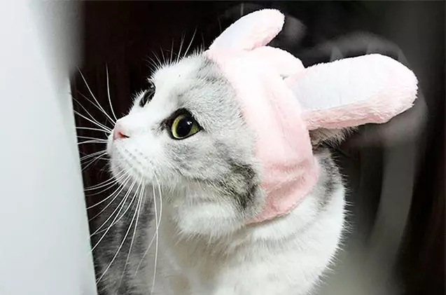 Fabulous Cat Hat: Bunny Hat For Cat