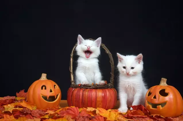 Ejiji Halloween nke Cat 12 kacha mma ka ọ ga-aga 19819_1