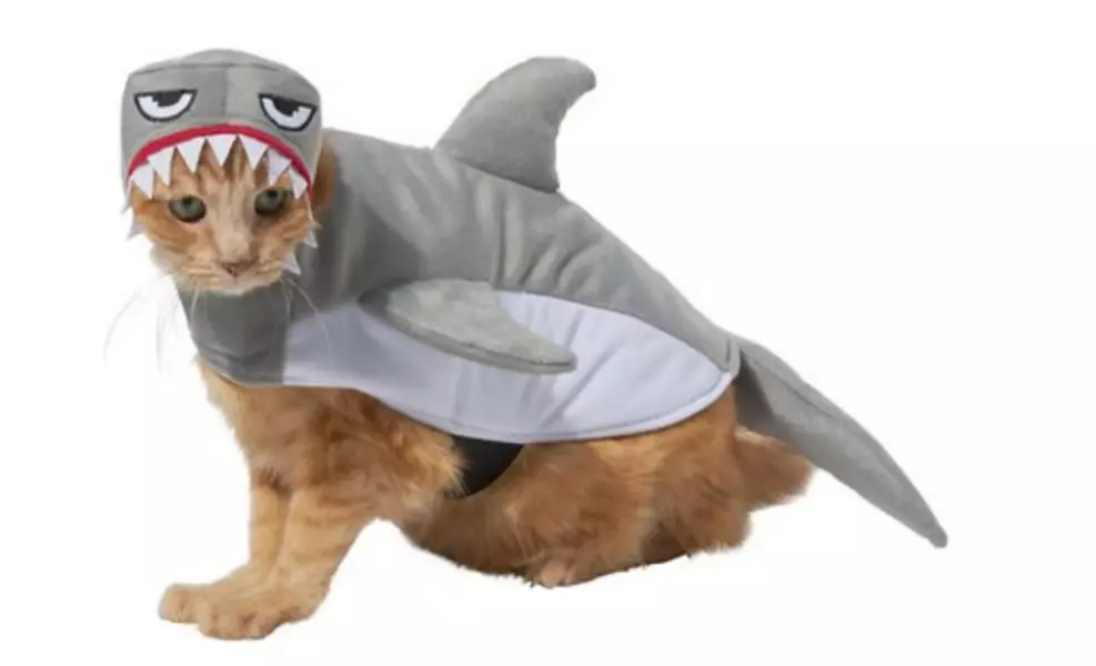 Top 12 Cat Halloween Costumes to Hiss At 19819_6