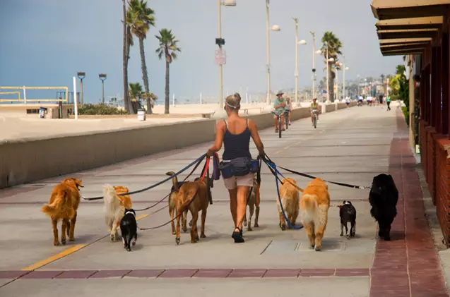 Dog Daycare eller Dog Walker: vilken ska du välja? 1993_1