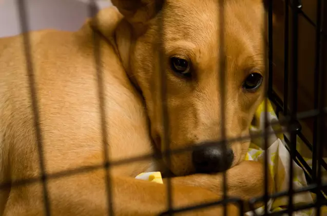 USDA Moves Animal Welfare Records; Sparks Prihatin Babagan Nominasi Sekretaris 1996_1