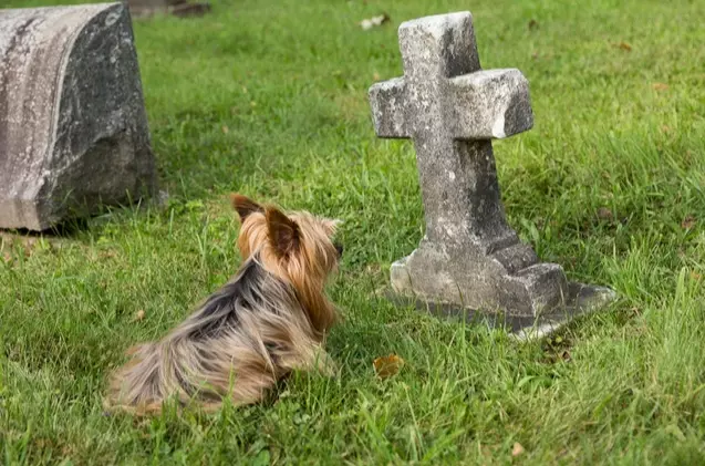 8 cimiteri di animali domestici di fama mondiale 19978_7