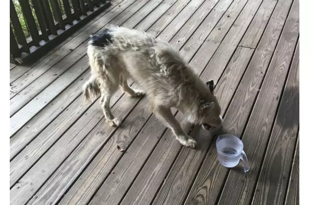 En aarmt Hond Affer vum Hurrikan Irma fënnt Trouscht an enger Fra doheem