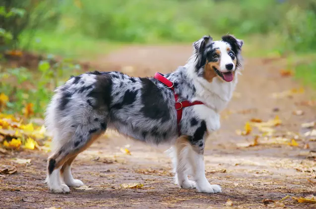 So passen Sie Ihren Hund richtig an ein Geschirr an