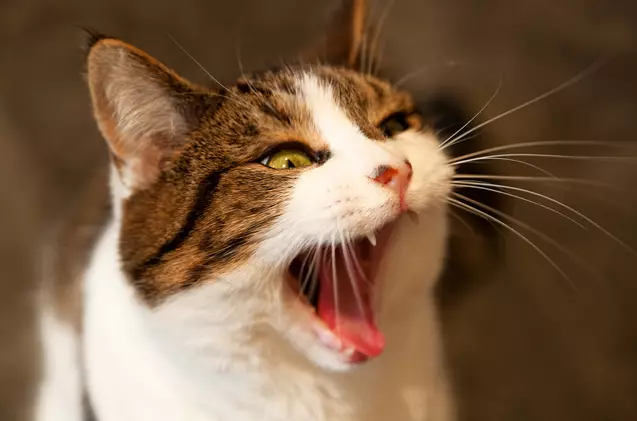 Proč byste neměli ignorovat špatný dech vaší kočky