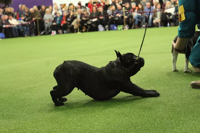 Beste französische Bulldogge bei der Westminster Dog Show 2017