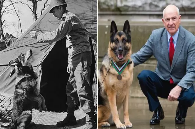 Heroic WWII Canine Service Member Inogamuchira Posthumous Award 20283_1