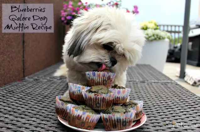 Resipi Muffin Anjing Berbilang Besi Blueberry 20302_1