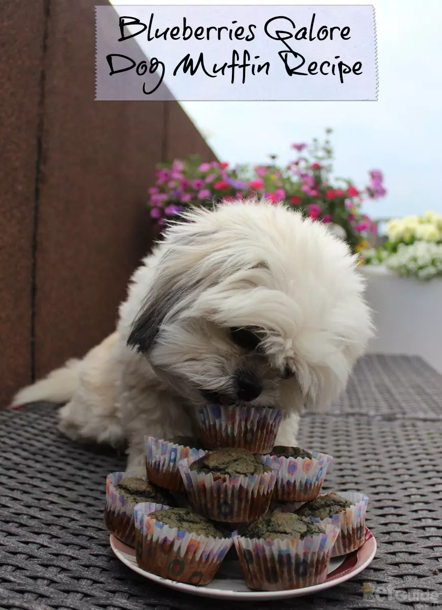 Blueberries Galore Dog Muffin Recipe