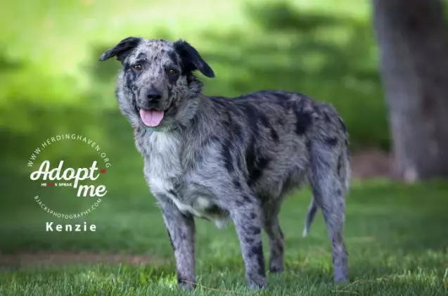 Adoptable Dog of the Week- Kenzie 20379_1