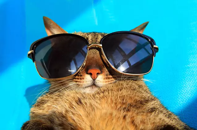 5 způsobů, jak udržet vaši kočku v létě v pohodě