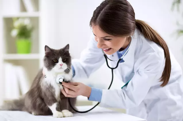 3 pruebas veterinarias que todo gato nuevo debe hacerse 20542_1